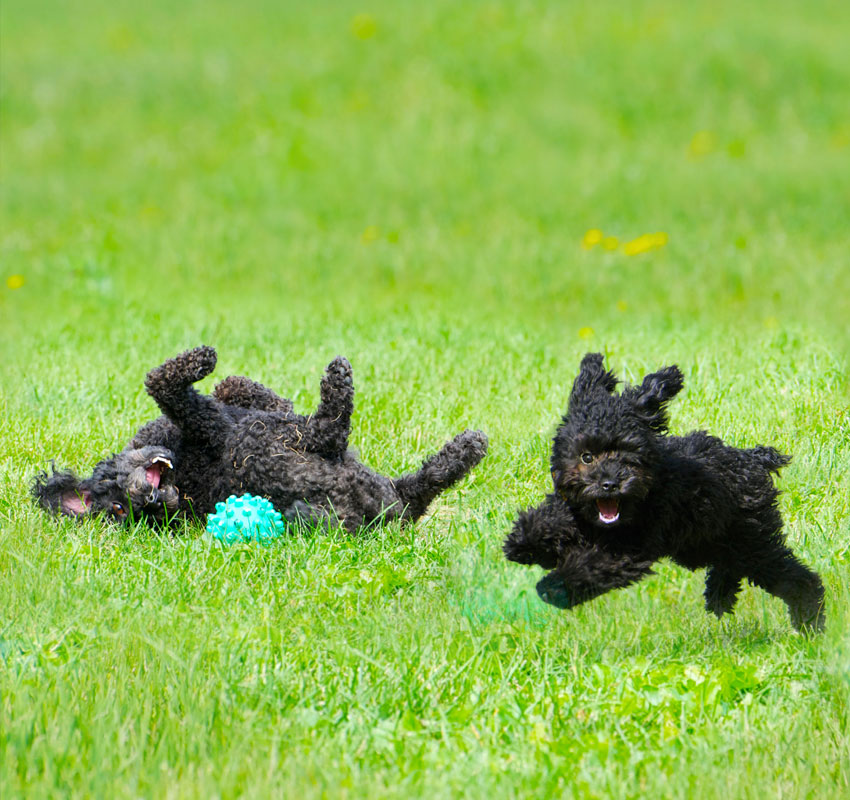 The Resort - Vet in Boca Raton | Boca Midtowne Animal Hospital