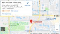 Balanoposthitis in Dogs - Boca Midtowne Animal Hospital