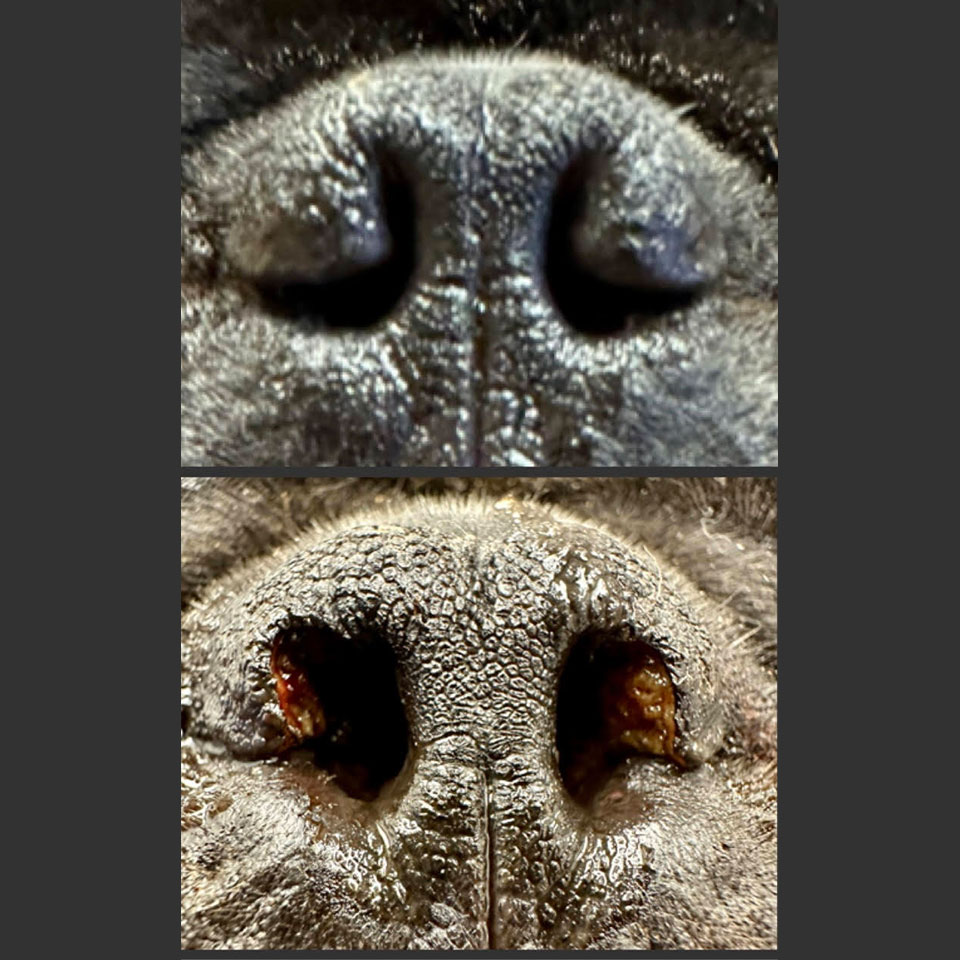 Boas Laser Surgery - Vet in Boca Raton | Boca Midtowne Animal Hospital