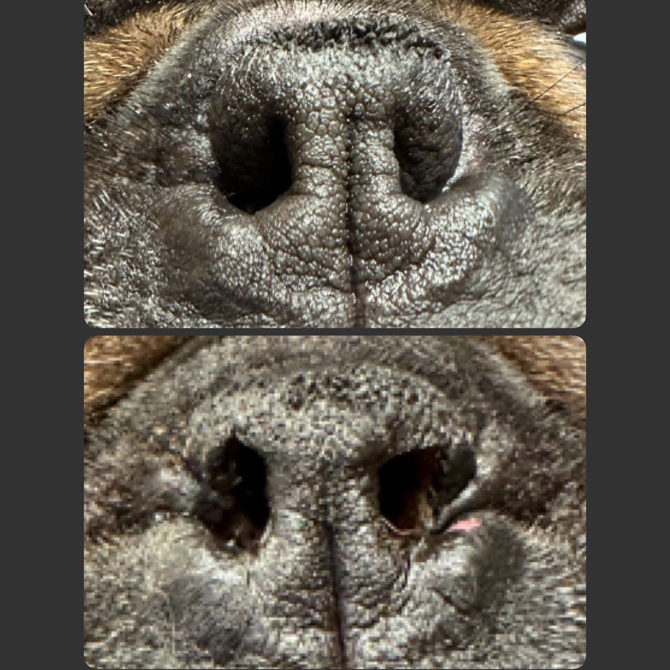 Boas Laser Surgery - Vet in Boca Raton | Boca Midtowne Animal Hospital