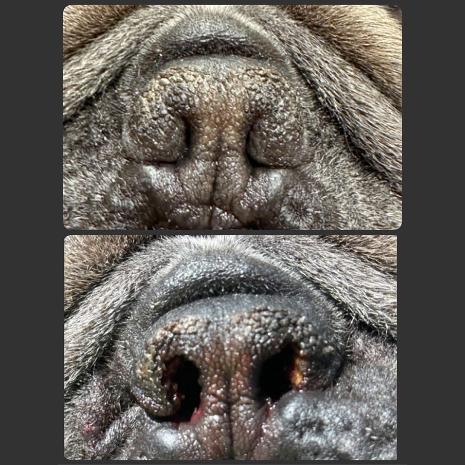 Boas Laser Surgery - Vet in Boca Raton | Boca Midtowne Animal Hospital