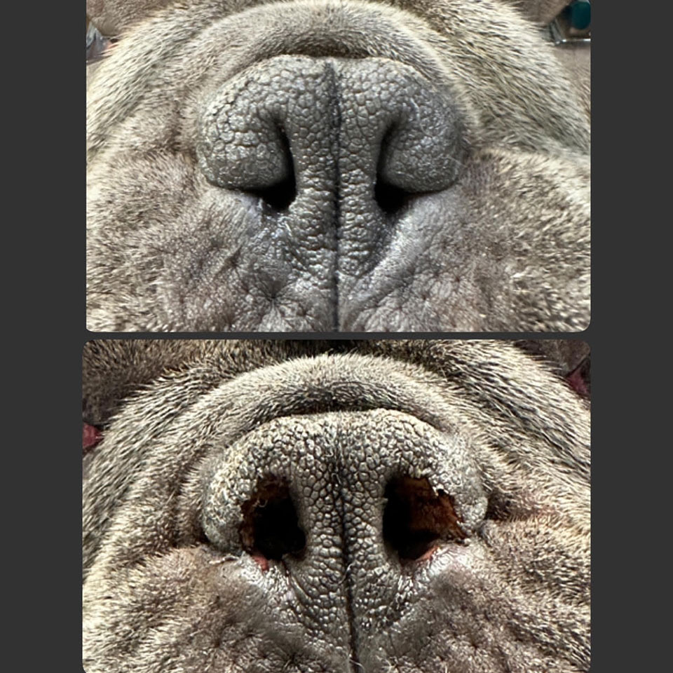 Boas Laser Surgery - Vet in Boca Raton | Boca Midtowne Animal Hospital