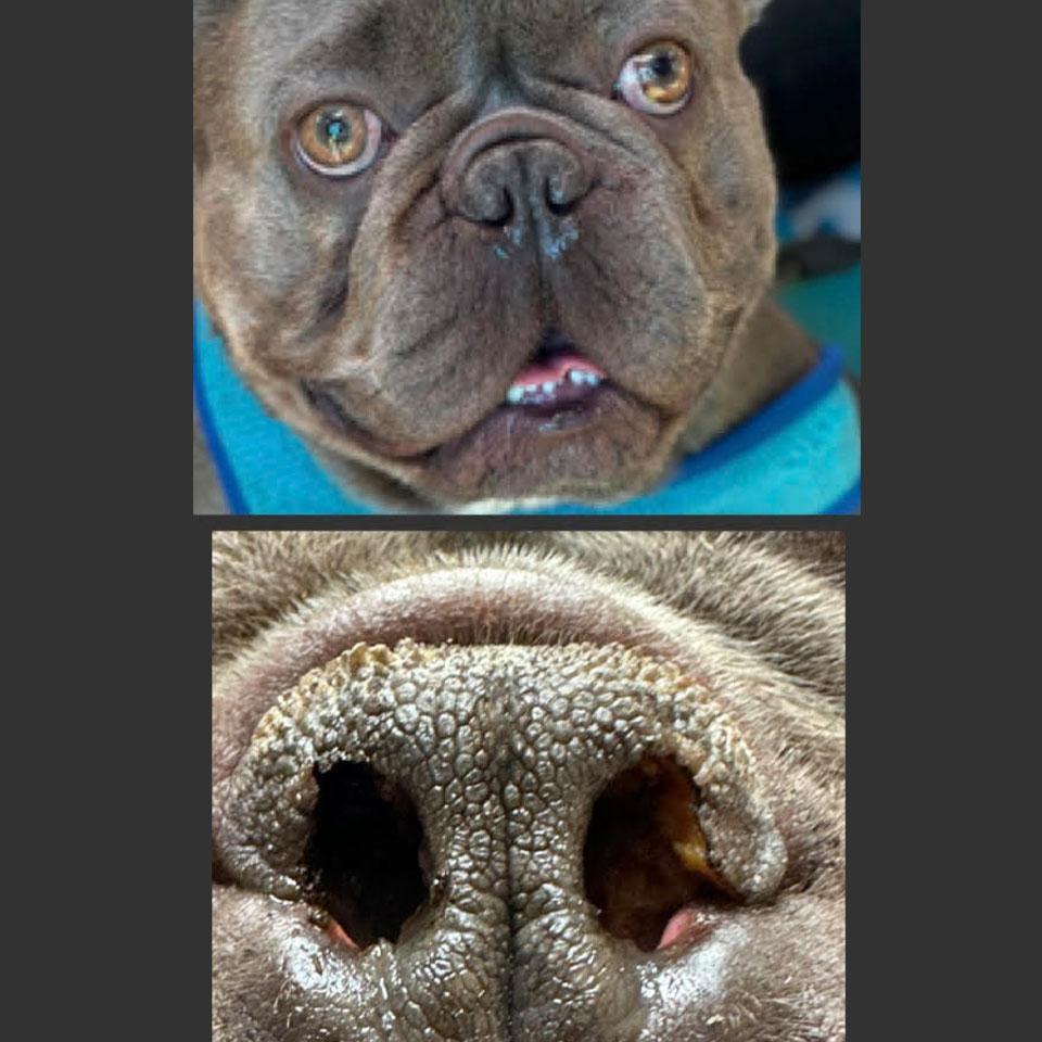 Boas Laser Surgery - Vet in Boca Raton | Boca Midtowne Animal Hospital