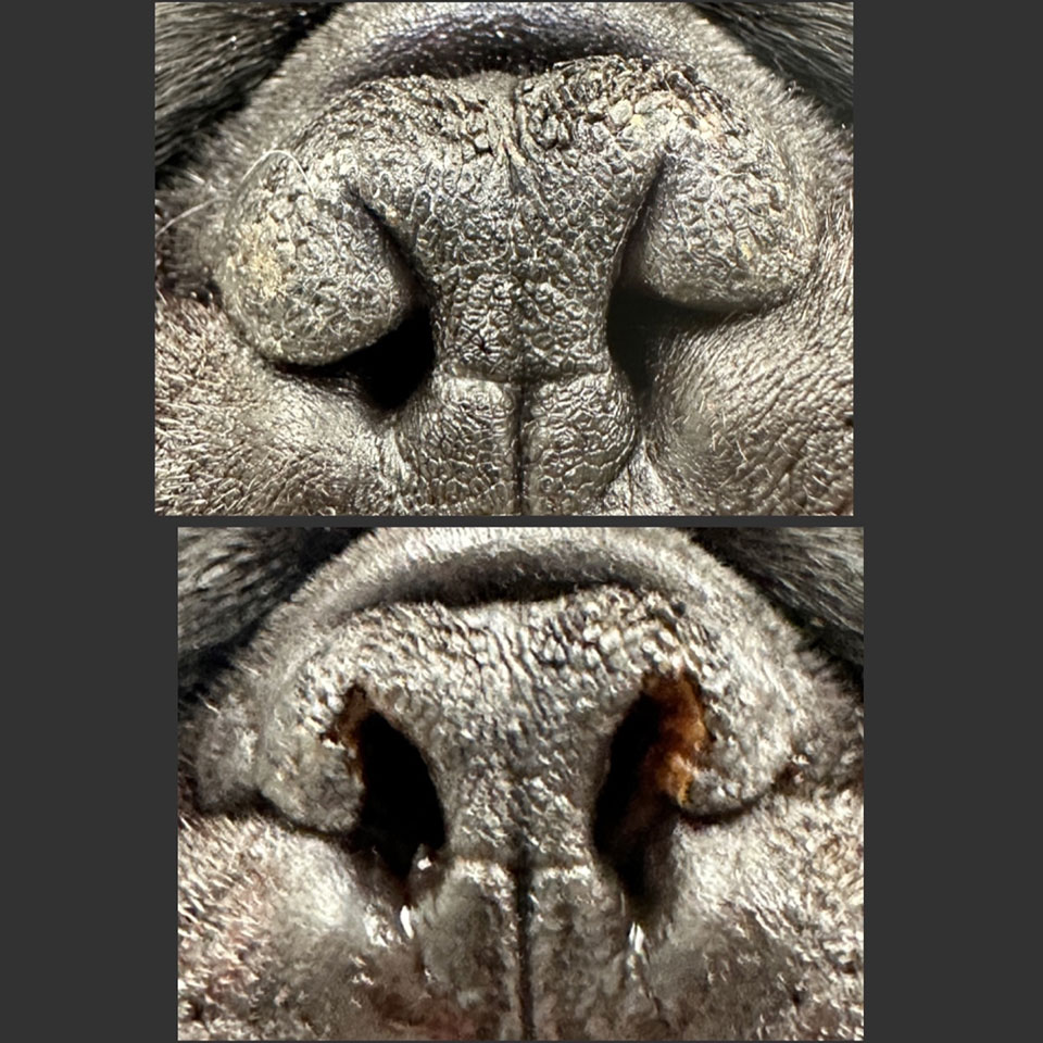 Boas Laser Surgery - Vet in Boca Raton | Boca Midtowne Animal Hospital