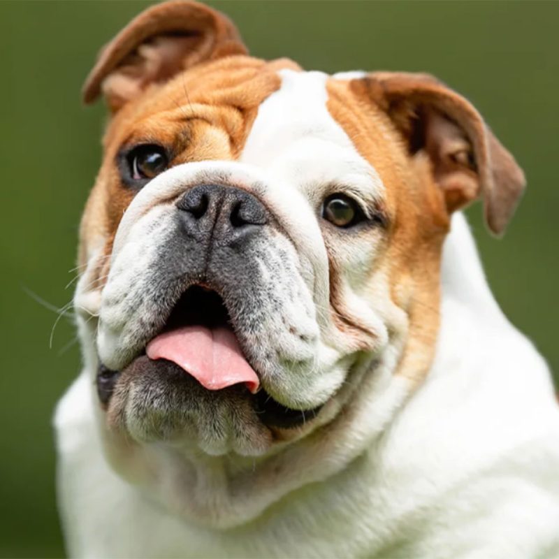 Boas Laser Surgery - Vet in Boca Raton | Boca Midtowne Animal Hospital