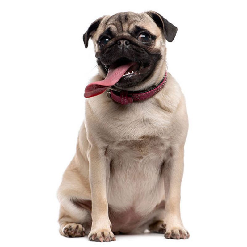 Boas Laser Surgery - Vet in Boca Raton | Boca Midtowne Animal Hospital