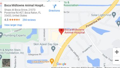 Inverted Vulva & Vulvoplasty in Pets - Boca Midtowne Animal Hospital