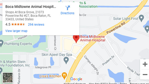 Balanoposthitis in Dogs - Boca Midtowne Animal Hospital