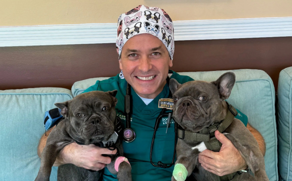 Boas Laser Surgery - Vet in Boca Raton | Boca Midtowne Animal Hospital