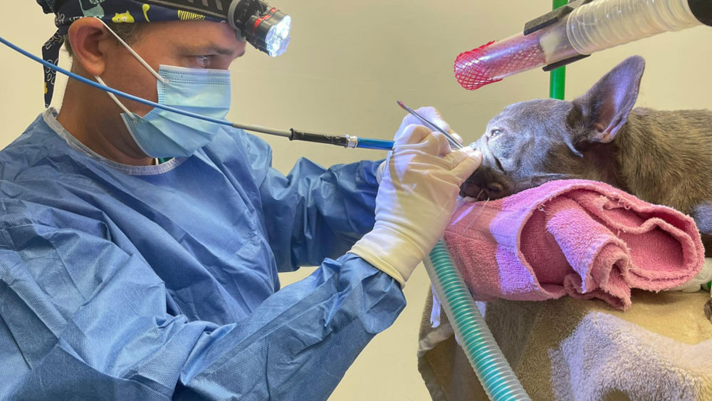 Surgical intervention for brachycephalic obstructive airway syndrome: A ...