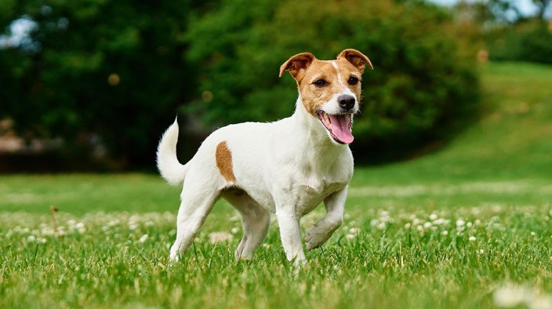 Balanoposthitis in Dogs - Boca Midtowne Animal Hospital