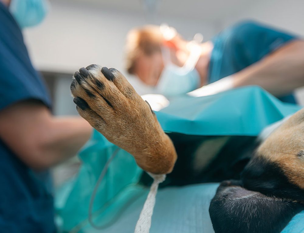 Balanoposthitis in Dogs - Boca Midtowne Animal Hospital