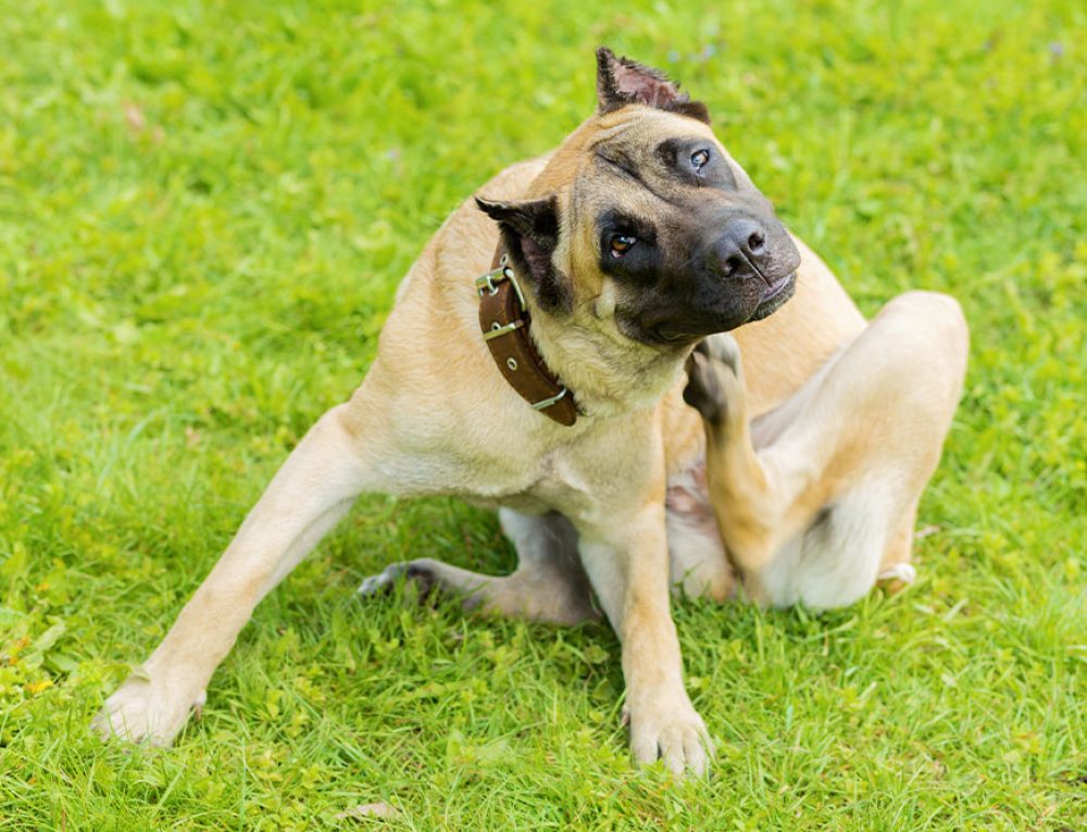 Balanoposthitis in Dogs - Boca Midtowne Animal Hospital