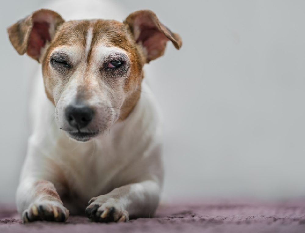 Balanoposthitis in Dogs - Boca Midtowne Animal Hospital